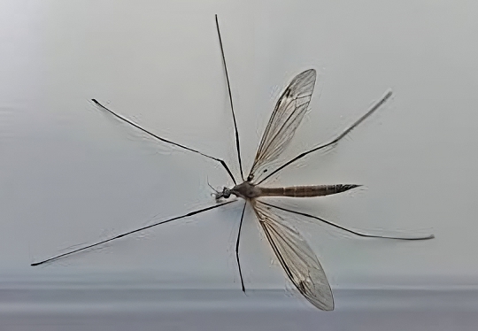 Giant Mosquitoes?! AKA Crane Flies - Mr Buggs Pest Patrol