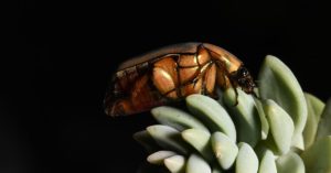 Top Pest Control Company in Alabama - Mr Bugg's Pest Patrol