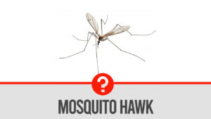 Mosquito Hawk? or Giant Mosquitoes Bug? or Crane Flies?
