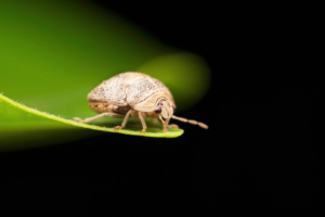 20+ Brown Ladybugs Identification Made Easy (Pictures Included)