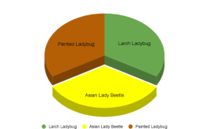 20+ Brown Ladybugs Identification Made Easy (Pictures Included)