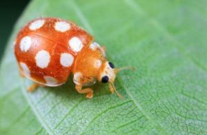 20+ Brown Ladybugs Identification Made Easy (Pictures Included)