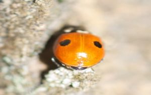 20+ Brown Ladybugs Identification Made Easy (Pictures Included)