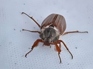 What is a June Bug? Different Types | Lifecycle | Habits | Myths