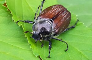 What is a June Bug? Different Types | Lifecycle | Habits | Myths